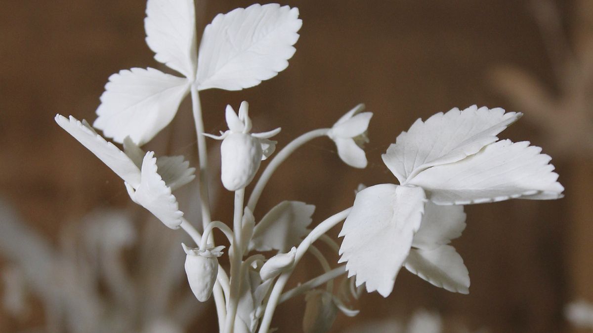 Resurgence • Article - Portraits through plants