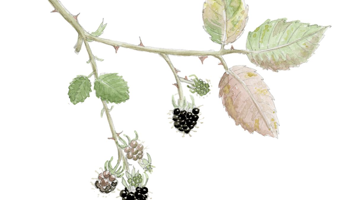 Resurgence • Article - A seasonal thread of natural connections